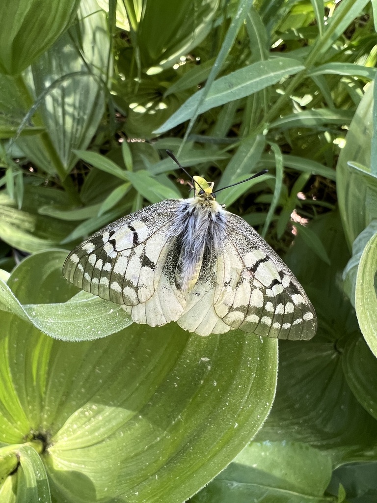 Clodius Parnassian from Yosemite National Park, Groveland, CA, US on ...