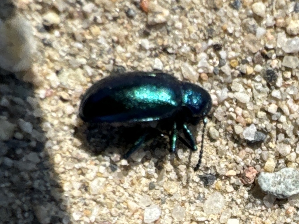 Cobalt Milkweed Beetle from Marine Corps Base Camp Pendleton, Camp ...