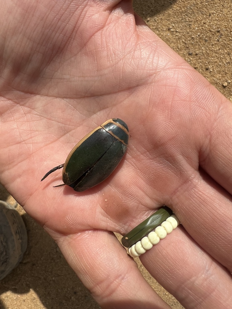 Dytiscus in July 2024 by rikilynn · iNaturalist