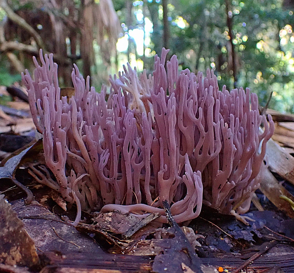 violet coral fungus from Somersby NSW 2250, Australia on June 9, 2024 ...