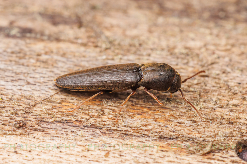 Nematodes atropos in July 2024 by Clarence Holmes. Approx. 6-8mm ...