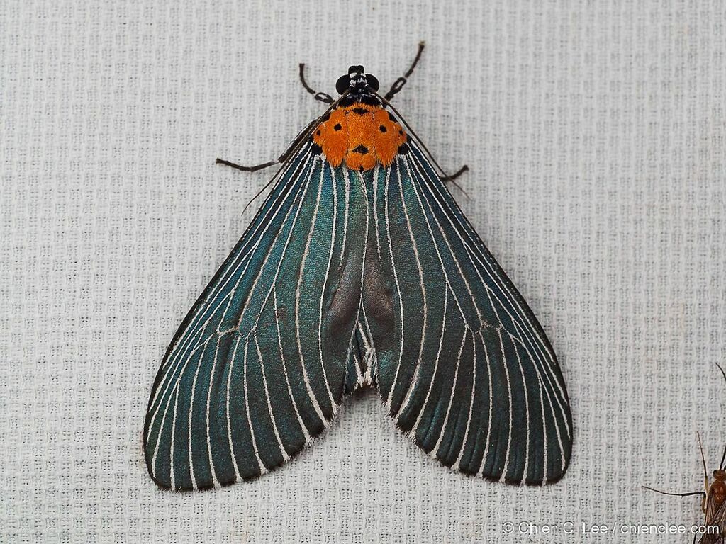 Neochera marmorea from Siburan, Sarawak, Malaysia on July 1, 2024 at 04 ...