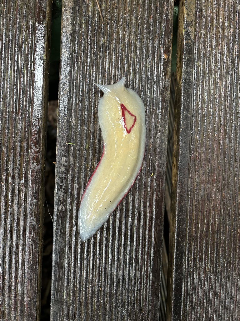 Red Triangle Slug from Tallegalla, QLD, AU on July 2, 2024 at 03:22 PM ...