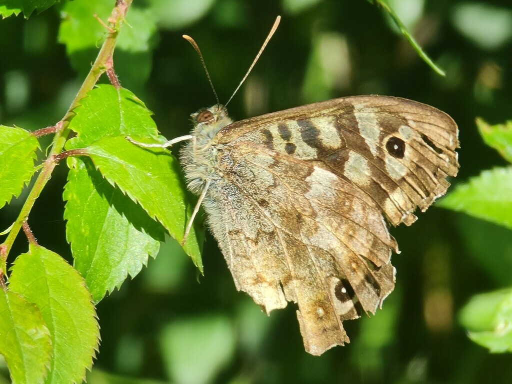 Speckled Wood from Croydon, UK on June 7, 2024 at 10:56 AM by Stuart ...