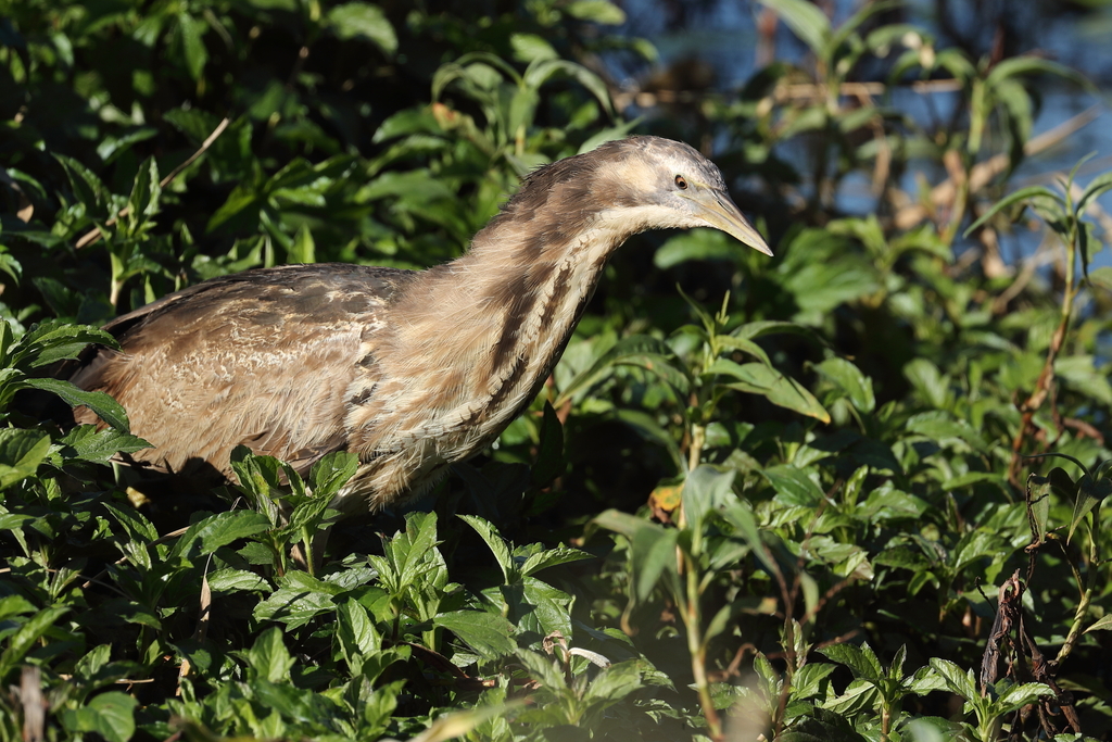 Australasian Bittern from Brisbane QLD, Australia on June 29, 2024 at ...