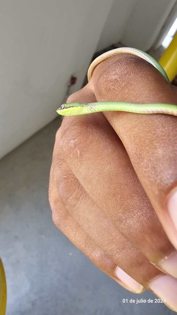 Pointed Snake from C9G5+2P, República Dominicana on July 01, 2024 at 09 ...