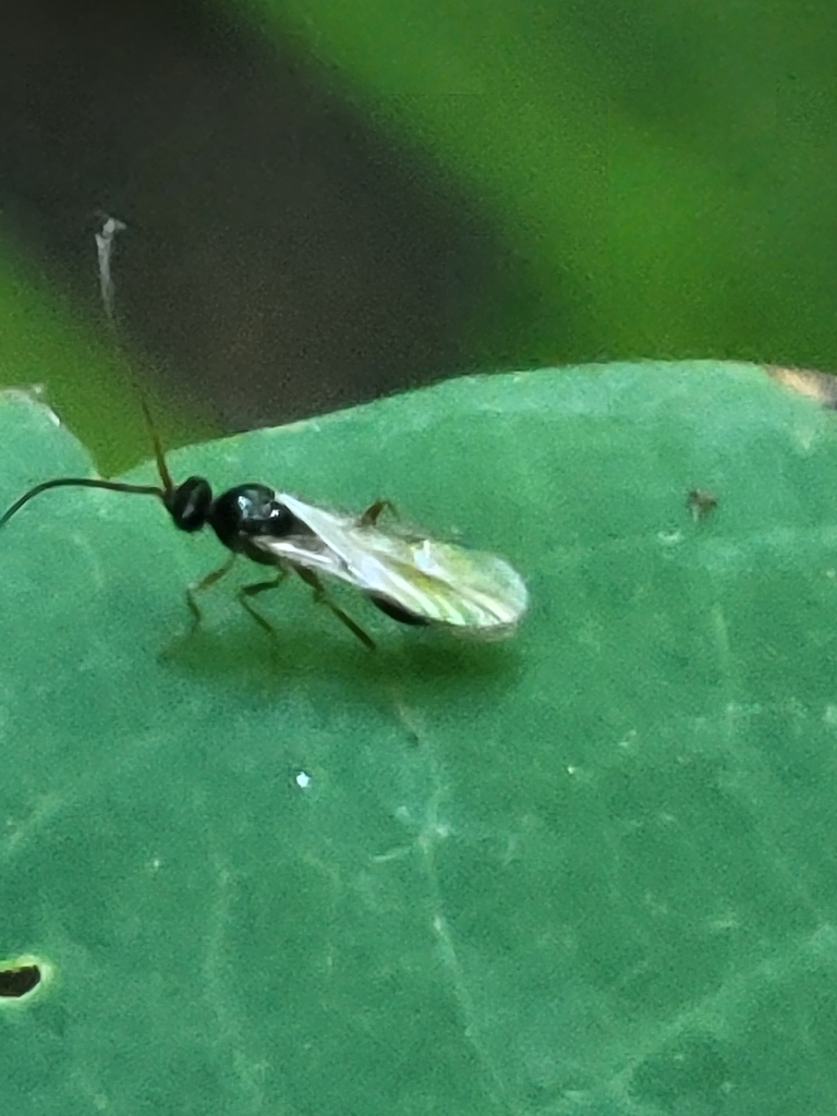 Exallonyx from Rock Creek Park, US-DC, District of Columbia County, US ...