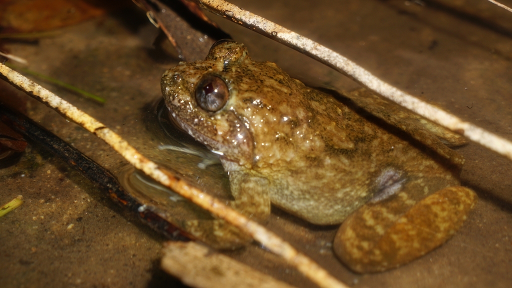 Fragile wart frog in July 2024 by liang Oscar · iNaturalist
