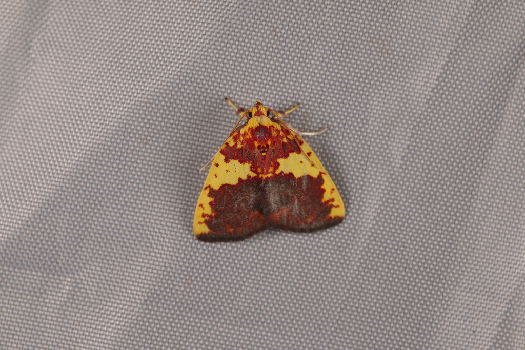 Siglophora sanguinolenta from 南雁荡山国家级风景名胜区, 温州市, 浙江省, CN on July 2 ...