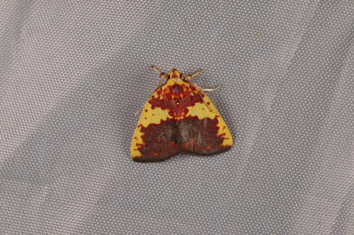 sinostrangalis's Identifications · iNaturalist