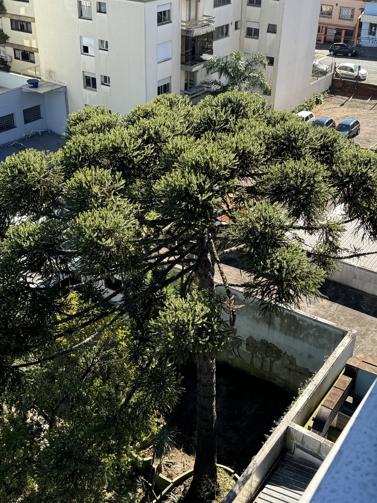 Paraná Araucaria from Rua Pinheiro Machado, Caxias Do Sul, RS, BR on ...