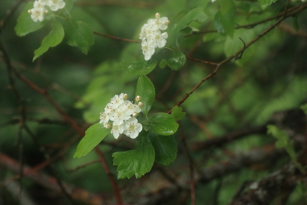 Maleae from La Grande, OR 97850, USA on May 25, 2019 at 09:34 PM by ...