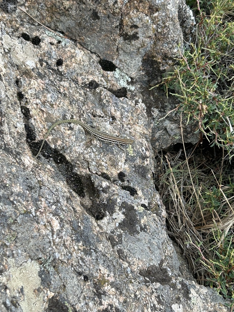 Tyrrhenian Wall Lizard in July 2024 by Tim Gander · iNaturalist