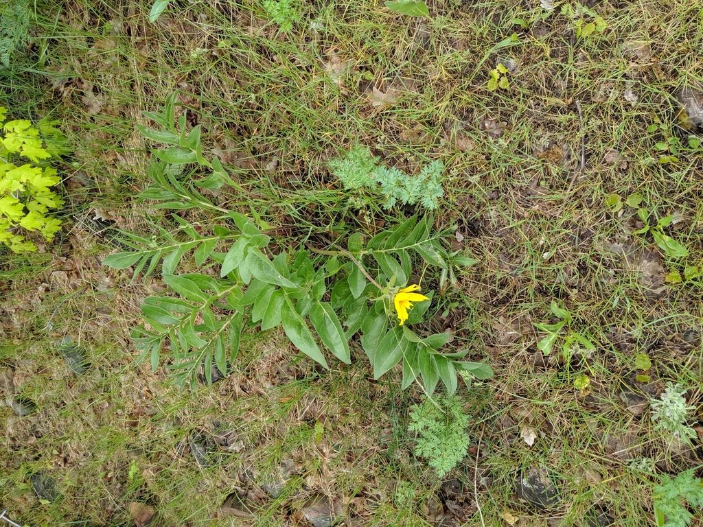 cutleaf balsamroot from Mendon, UT 84325, USA on May 27, 2019 at 04:40 ...
