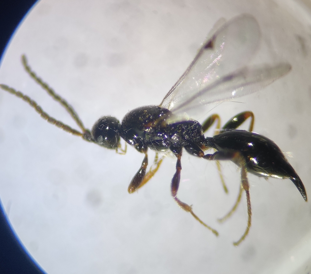 Exallonyx from 9800 Hjørring, Danmark on July 2, 2024 at 08:24 PM by ...