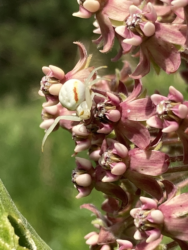 Goldenrod Crab Spider from Airport Rd, Mono, ON, CA on July 2, 2024 at ...