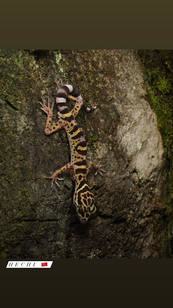 Maolan Leopard Gecko in June 2024 by Mako Pisces · iNaturalist