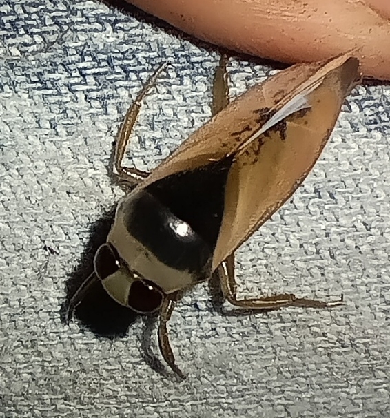 Eurasian Greater Water Boatman from 04-667 Warszawa, Polska on July 2 ...