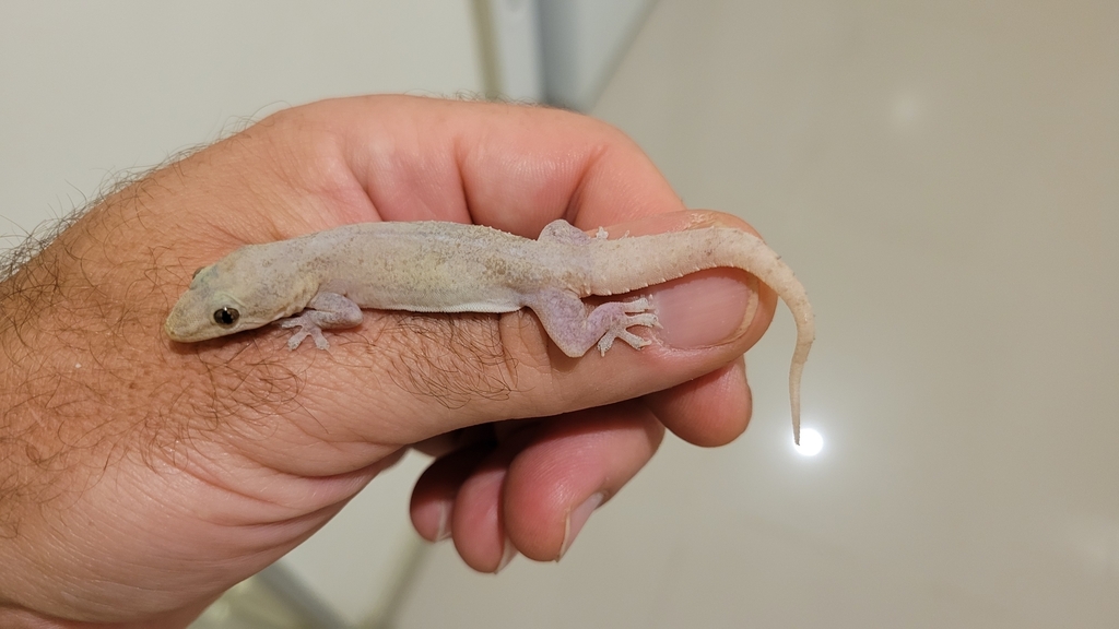 Asian House Gecko from 13 Wasawasa Rd, Nadi, Fiji on June 30, 2024 at ...