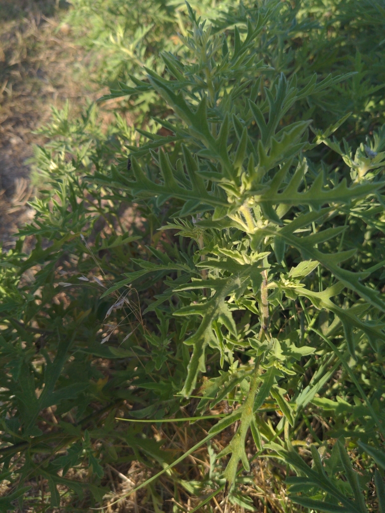 western ragweed from Decatur, TX 76234, USA on July 2, 2024 at 07:15 PM ...