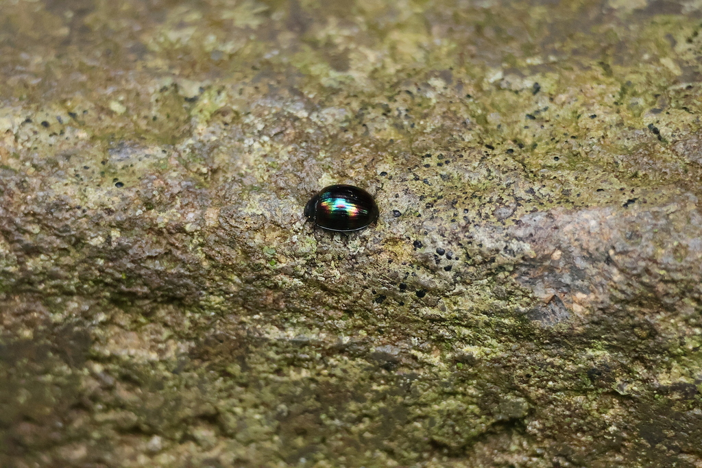 Tetraphyllus paykullii from Haguromachi Touge, Tsuruoka, Yamagata 997 ...
