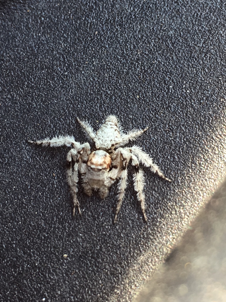 Bark Lynx Spider from 130 77th St E, Palmetto, FL, US on May 28, 2019 ...