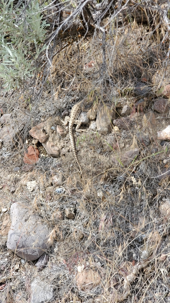 Long-nosed Leopard Lizard in May 2019 by Christian A Alvarez · iNaturalist