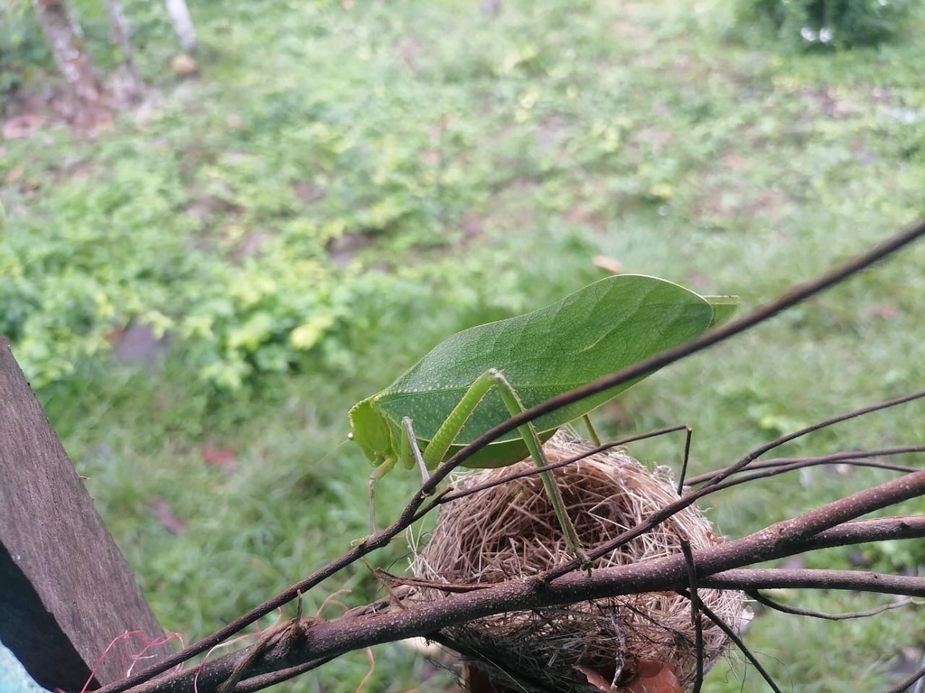 Steirodon dentatum from Calle 4a, Chiriquí, PA on June 3, 2024 at 11:55 ...