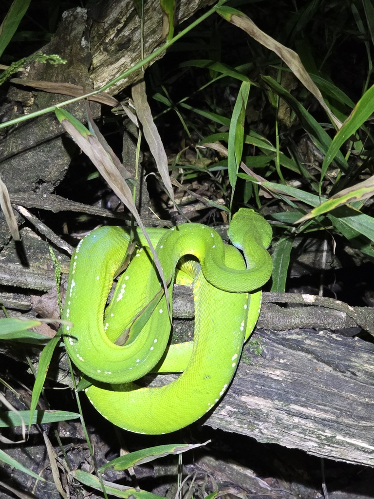 Southern Green Python from Iron Range QLD, Australia on June 30, 2024 ...