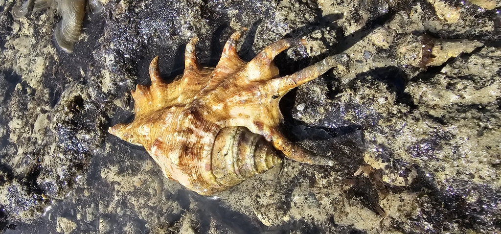 Common Spider Conch from Cape Tribulation QLD 4873, Australia on July 2 ...