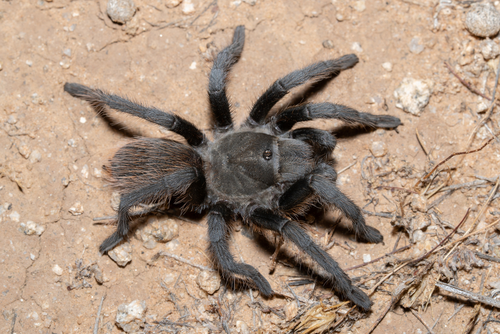 Tucson Bronze Tarantula from Oro Valley, AZ, USA on June 30, 2024 at 12 ...