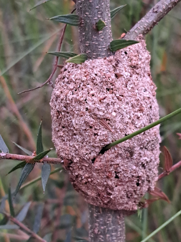 Insects from Gentle Annie VIC 3833, Australia on November 20, 2023 at ...