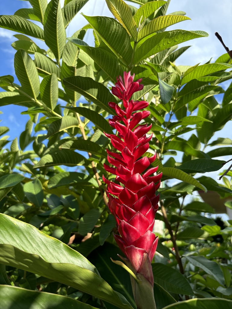 Red Ginger from Koror, Palau, PW on July 1, 2024 at 04:46 PM by Yanbing ...