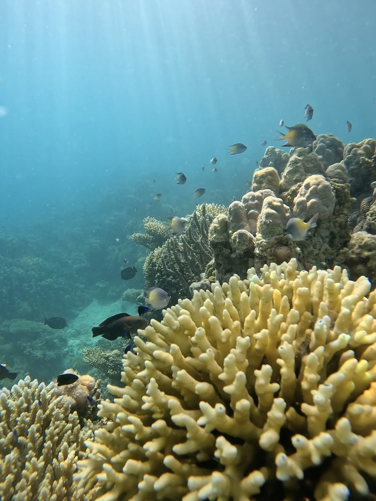 Hood Coral in July 2024 by Sean Rowan Laughlin · iNaturalist