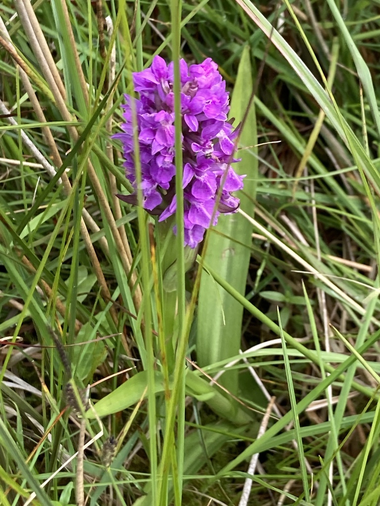 Southern Marsh-orchid from Cliviger, Burnley, England, GB on July 3 ...