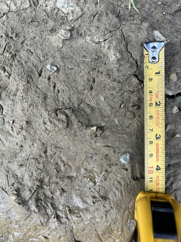 iNaturalist Tracking Database – NatureTracking