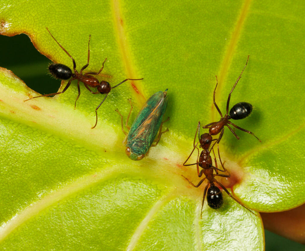 Jikradia from Monroe County, US-FL, US on June 29, 2024 at 09:46 AM by ...