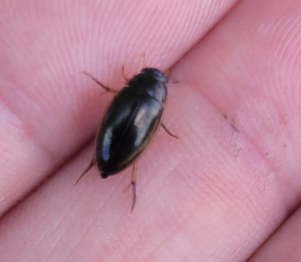 Tropisternus lateralis nimbatus from Dubuque, IA 52001, USA on July 3 ...