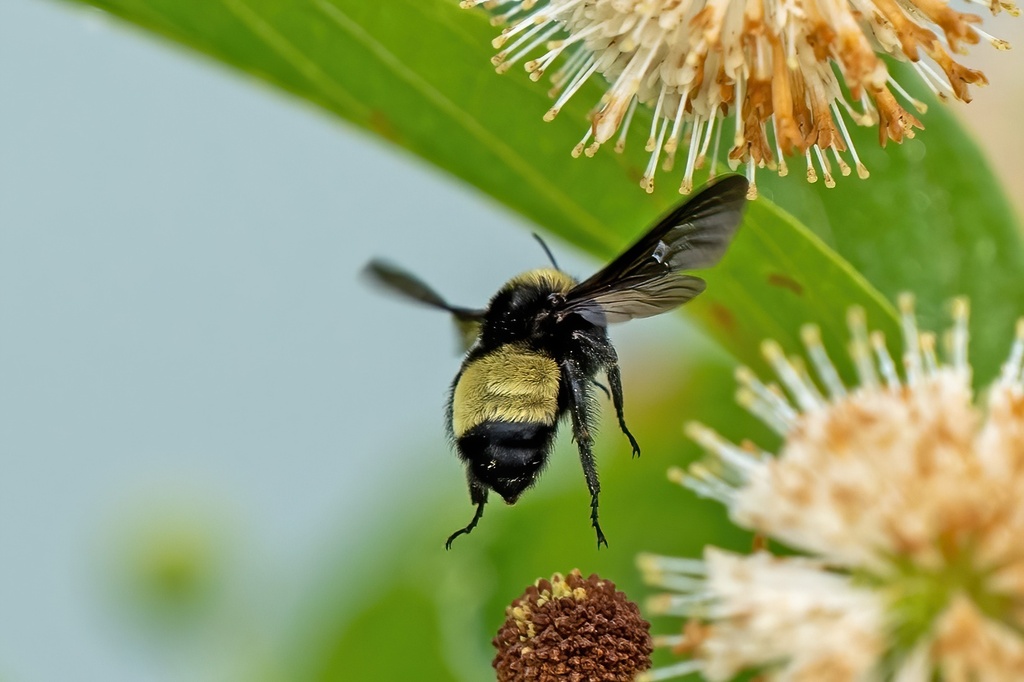 American Bumble Bee from Lancaster County, NE, USA on July 3, 2024 at ...