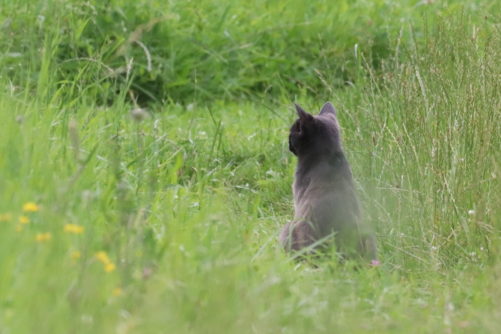 Domestic Cat from 10200 Bar-sur-Aube, France on July 3, 2024 at 04:48 ...