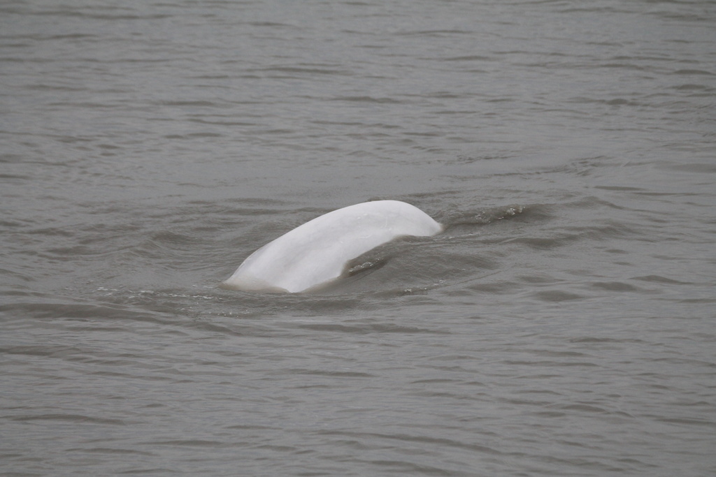 Beluga from Knik Arm, Anchorage, AK, US on July 3, 2024 at 09:10 AM by ...