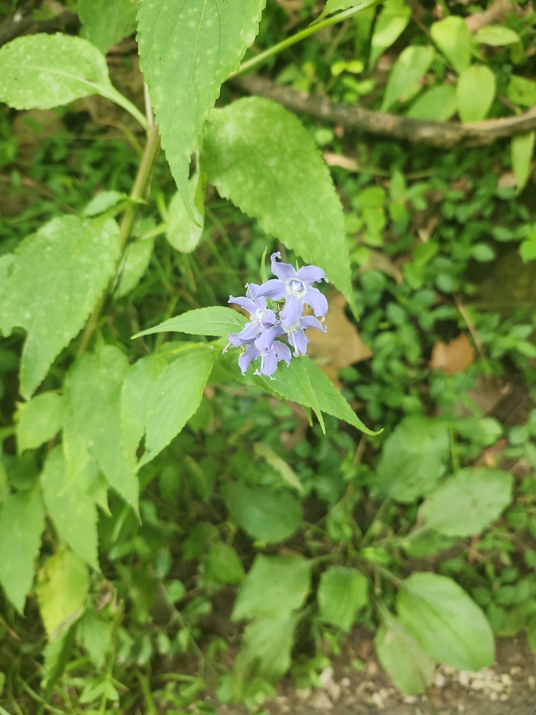 tall bellflower from Bowling Green on July 3, 2024 at 02:47 PM by banda ...