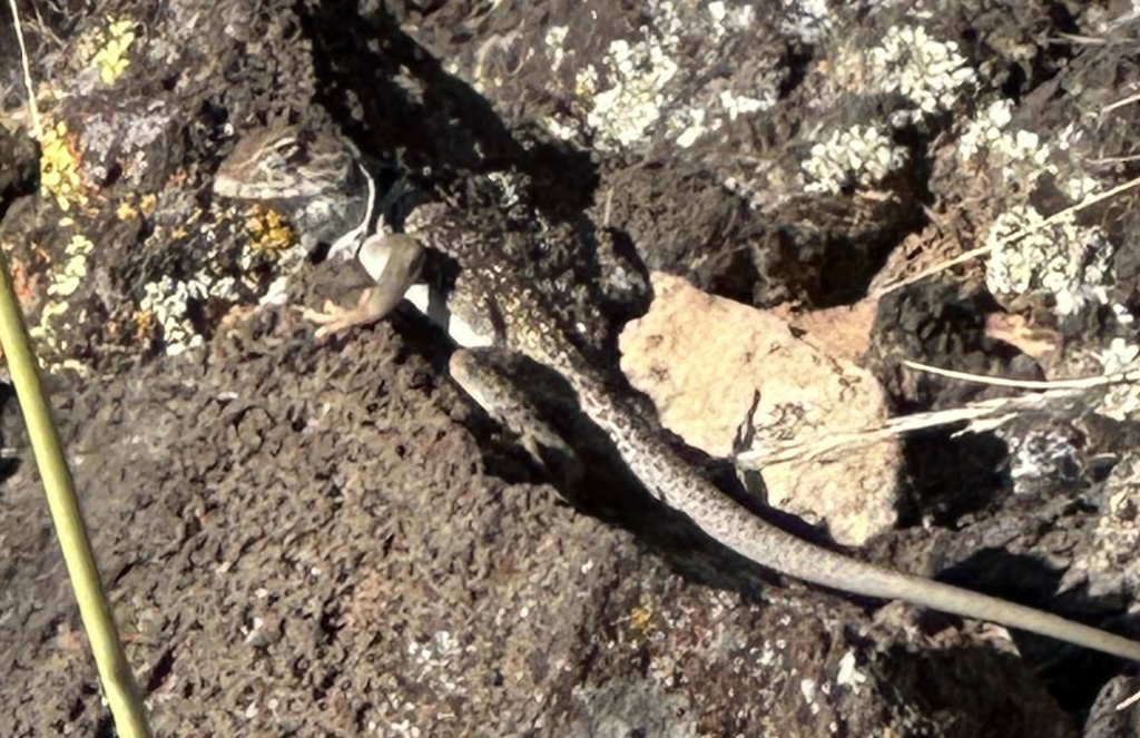 Desert Collared Lizard from Cinder Cone Trail, Saint George, UT, US on ...