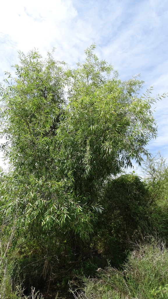 red willow from Los Cabos, B.C.S., México on April 8, 2024 at 11:19 AM ...