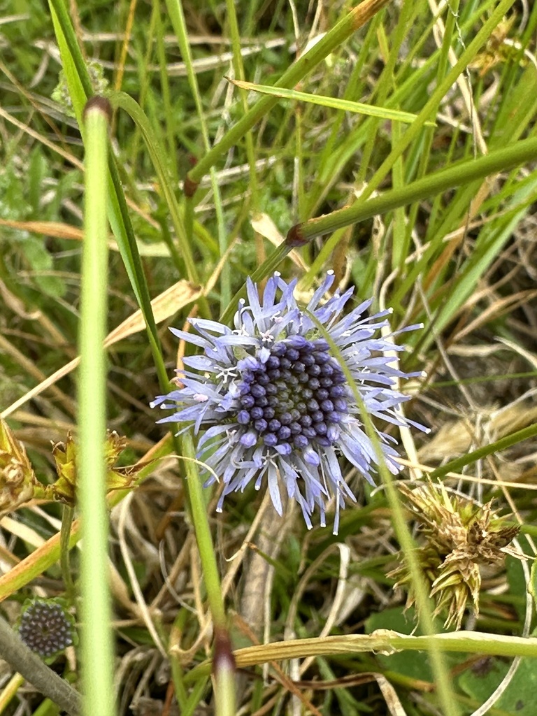 Sheep's-bit from Suffolk & Essex Coast & Heaths National Landscape ...