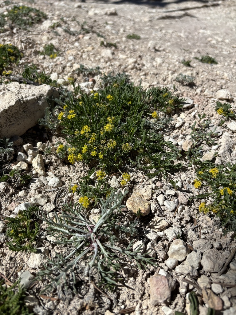 Alpine Oreoxis from Cedar Breaks National Monument, Brian Head, UT, US ...