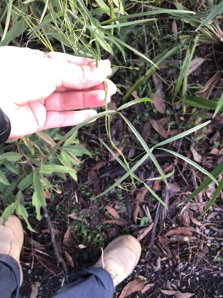 legumes from Chuwar, QLD, AU on July 4, 2024 at 07:49 AM by Delaram ...