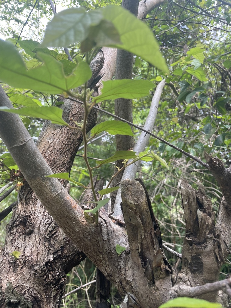 Coffee Colubrina from Soteapan, Ver., MX on July 3, 2024 at 10:04 AM by ...