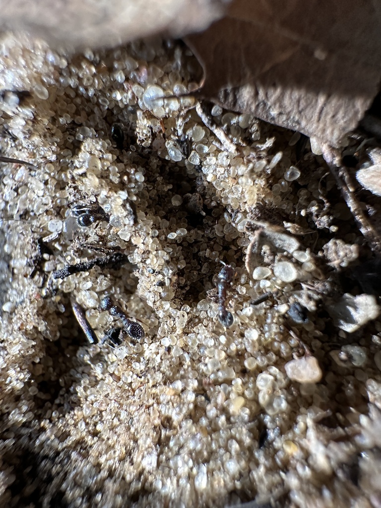Texas Acorn Ant in July 2024 by Anthony Prothero · iNaturalist