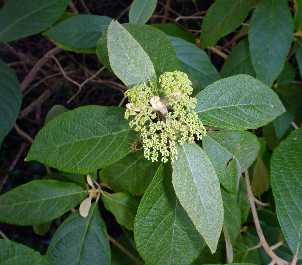 Callicarpa acuminata from Playa del Carmen region on June 12, 2016 at ...